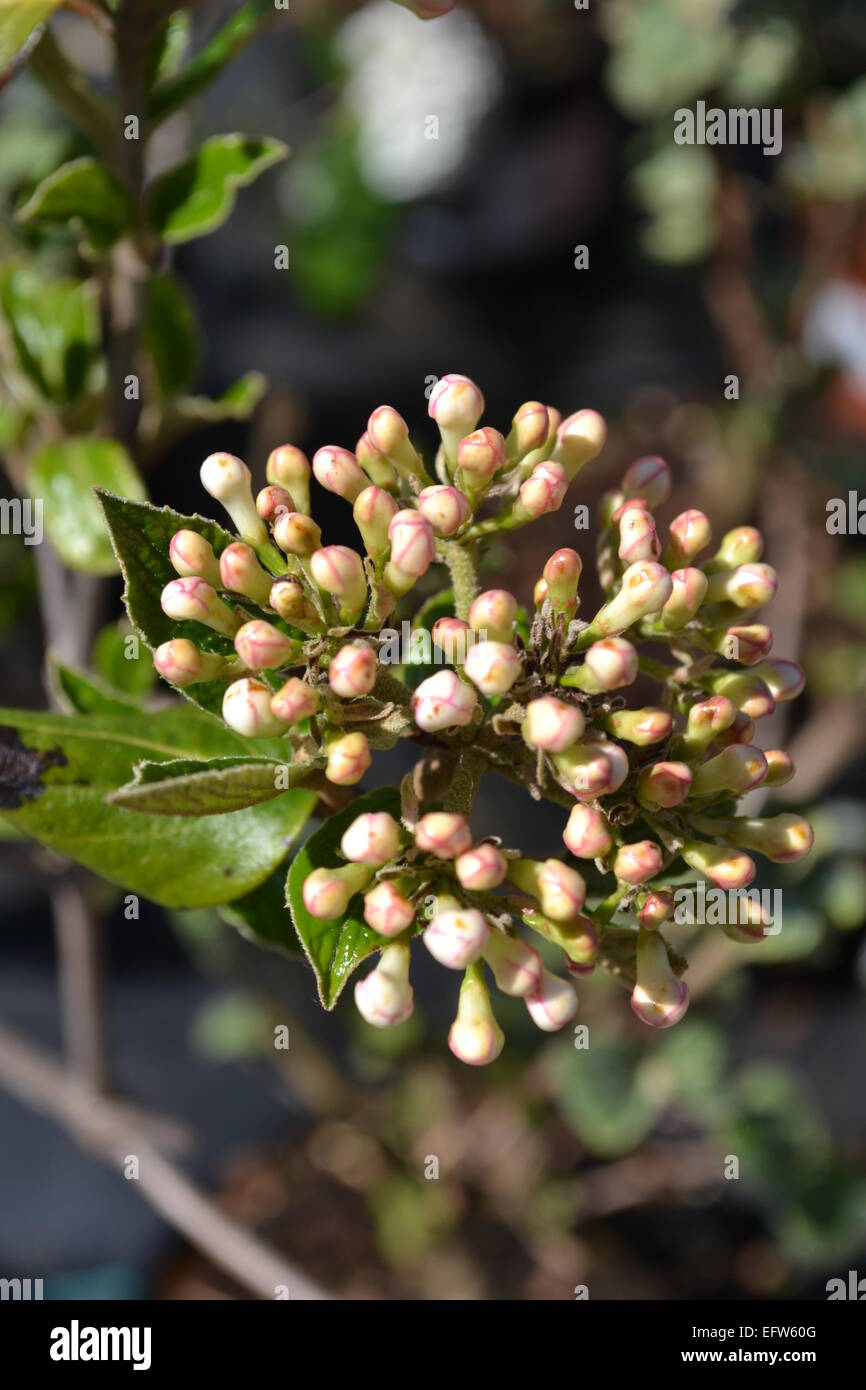 flower buds, simple, green, round, specific Stock Photo - Alamy