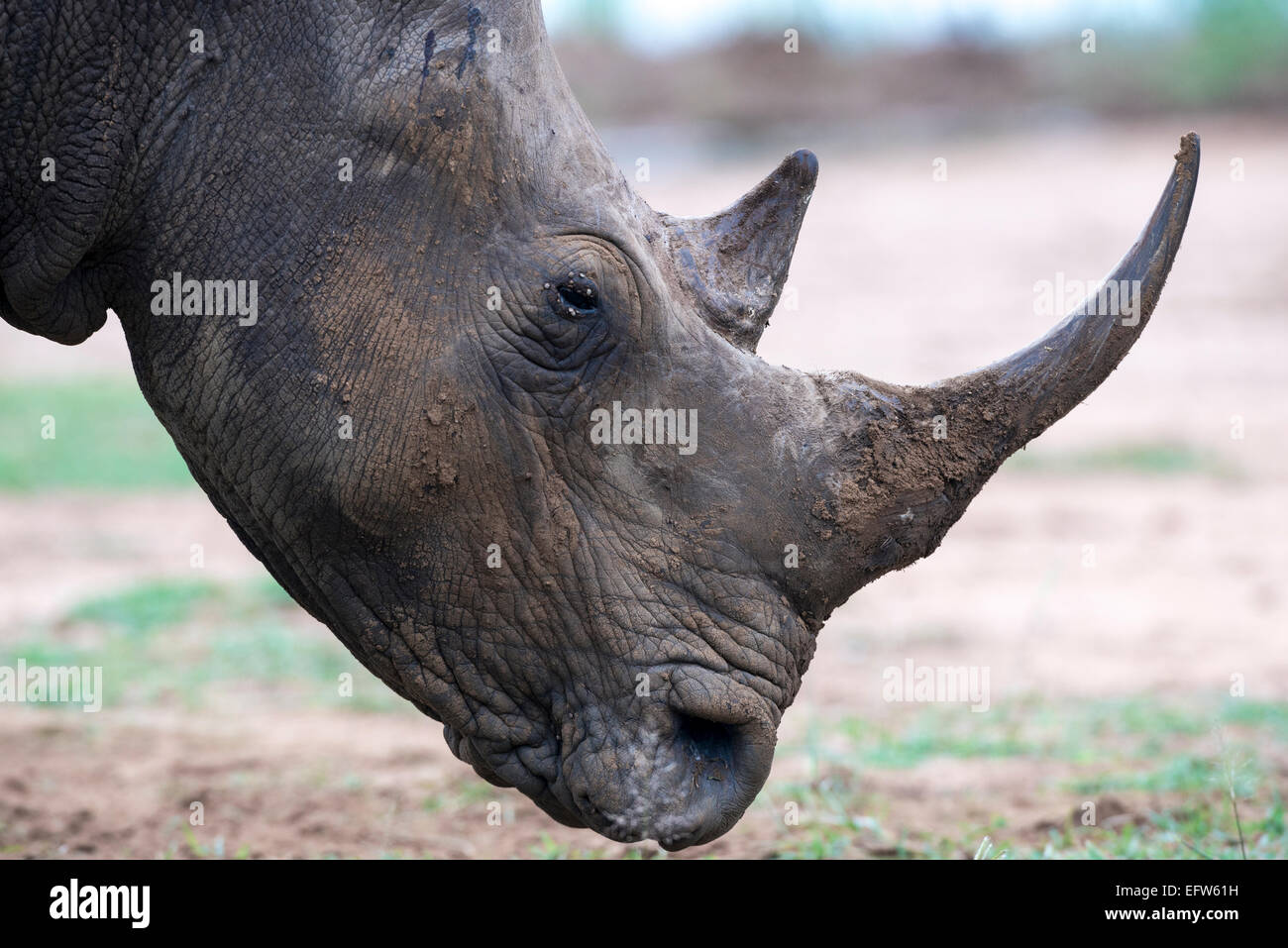 Rhino side view hi-res stock photography and images - Alamy