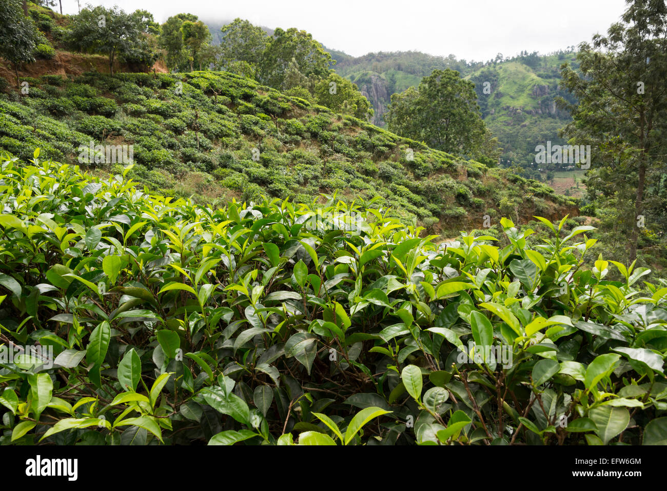 Ella tea plantations sri lanka hi-res stock photography and images - Alamy
