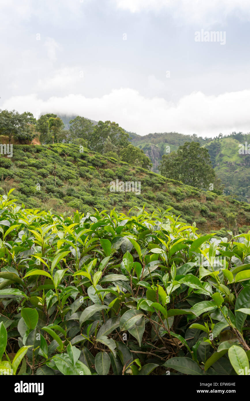 Tea bushes hi-res stock photography and images - Alamy