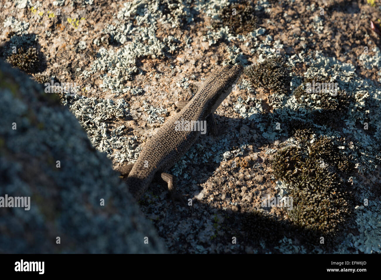 A photograph of a tree skink (tree-crevice skink) on a granite boulder ...