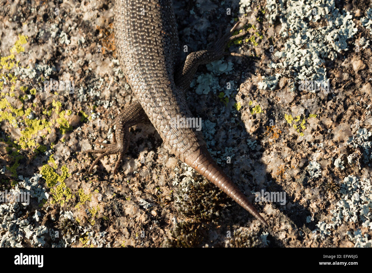 A photograph of a tree skink (tree-crevice skink) on a granite boulder ...