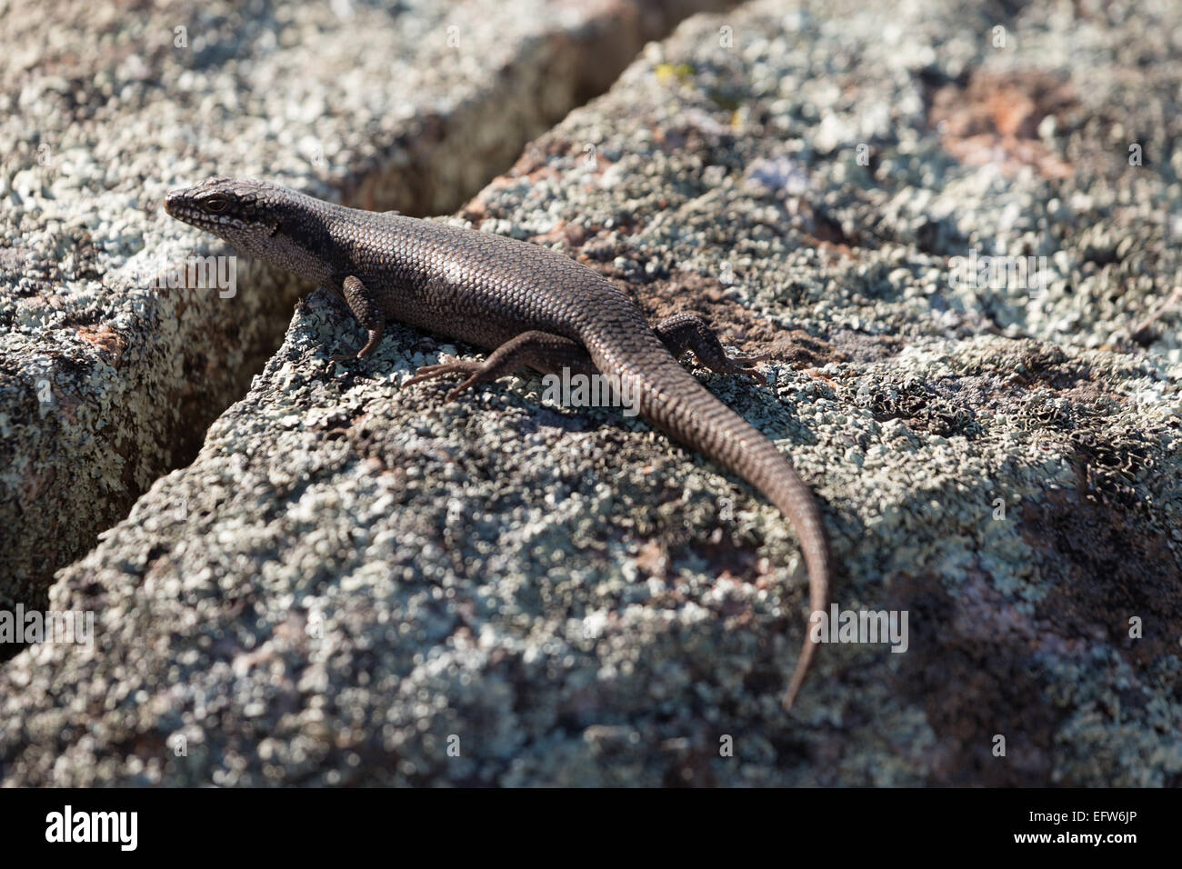 A photograph of a tree skink (tree-crevice skink) on a granite boulder ...