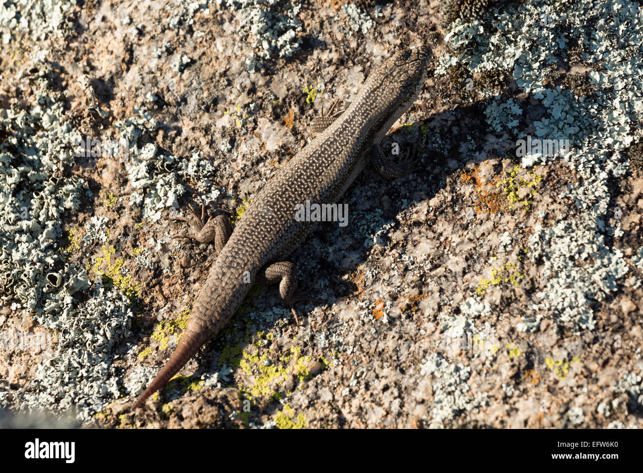 A photograph of a tree skink (tree-crevice skink) on a granite boulder ...