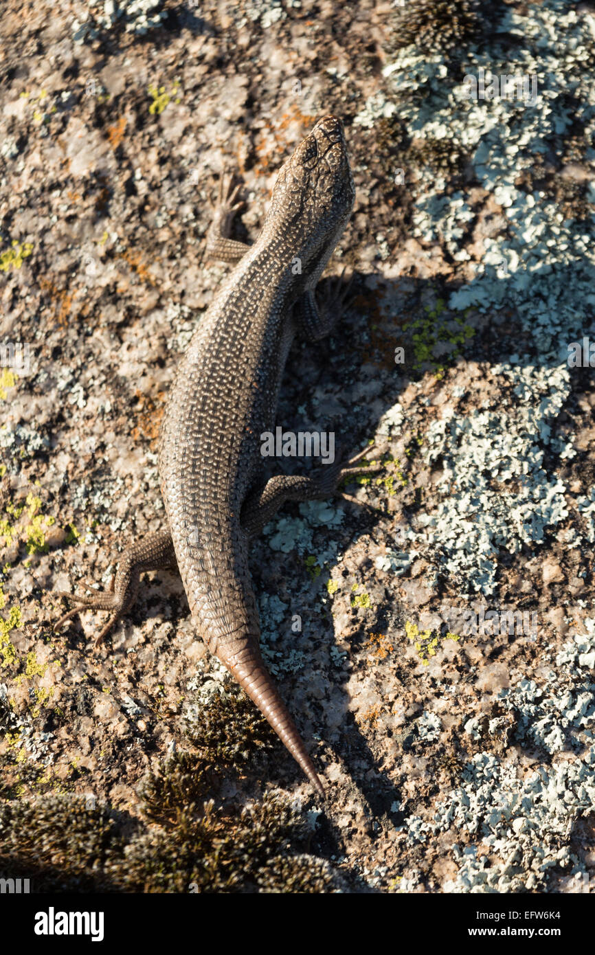 A photograph of a tree skink (tree-crevice skink) on a granite boulder ...