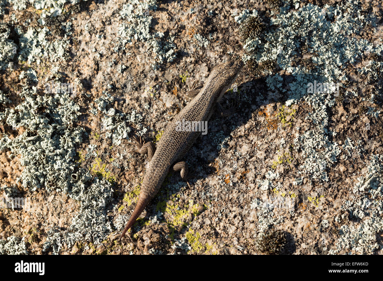 A photograph of a tree skink (tree-crevice skink) on a granite boulder ...