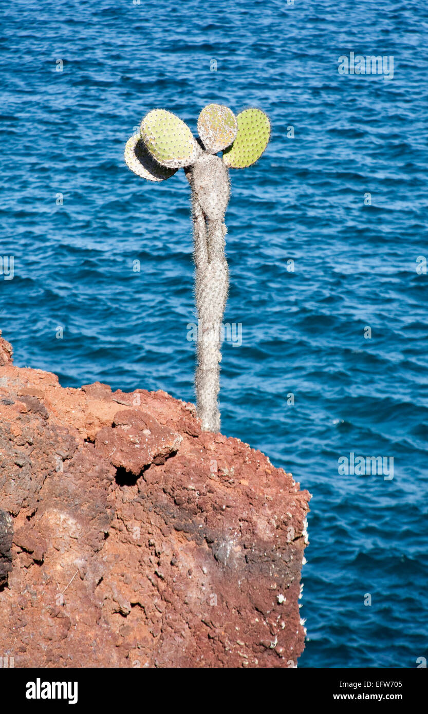 Single cactus plant on cliff edge on Galapagos Island Stock Photo - Alamy