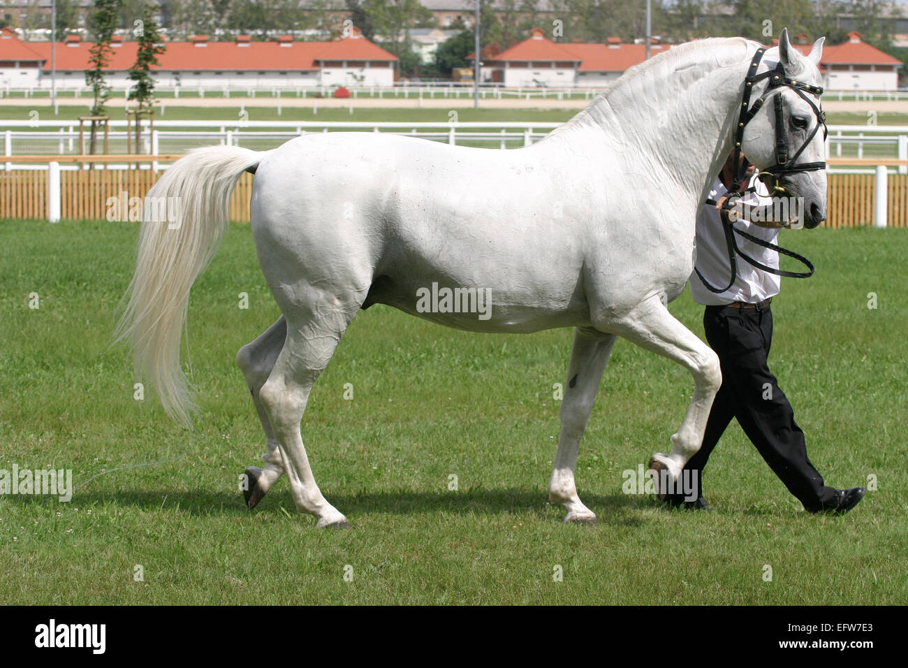 Warm blood thoroughbred grey racehorse walking Stock Photo - Alamy