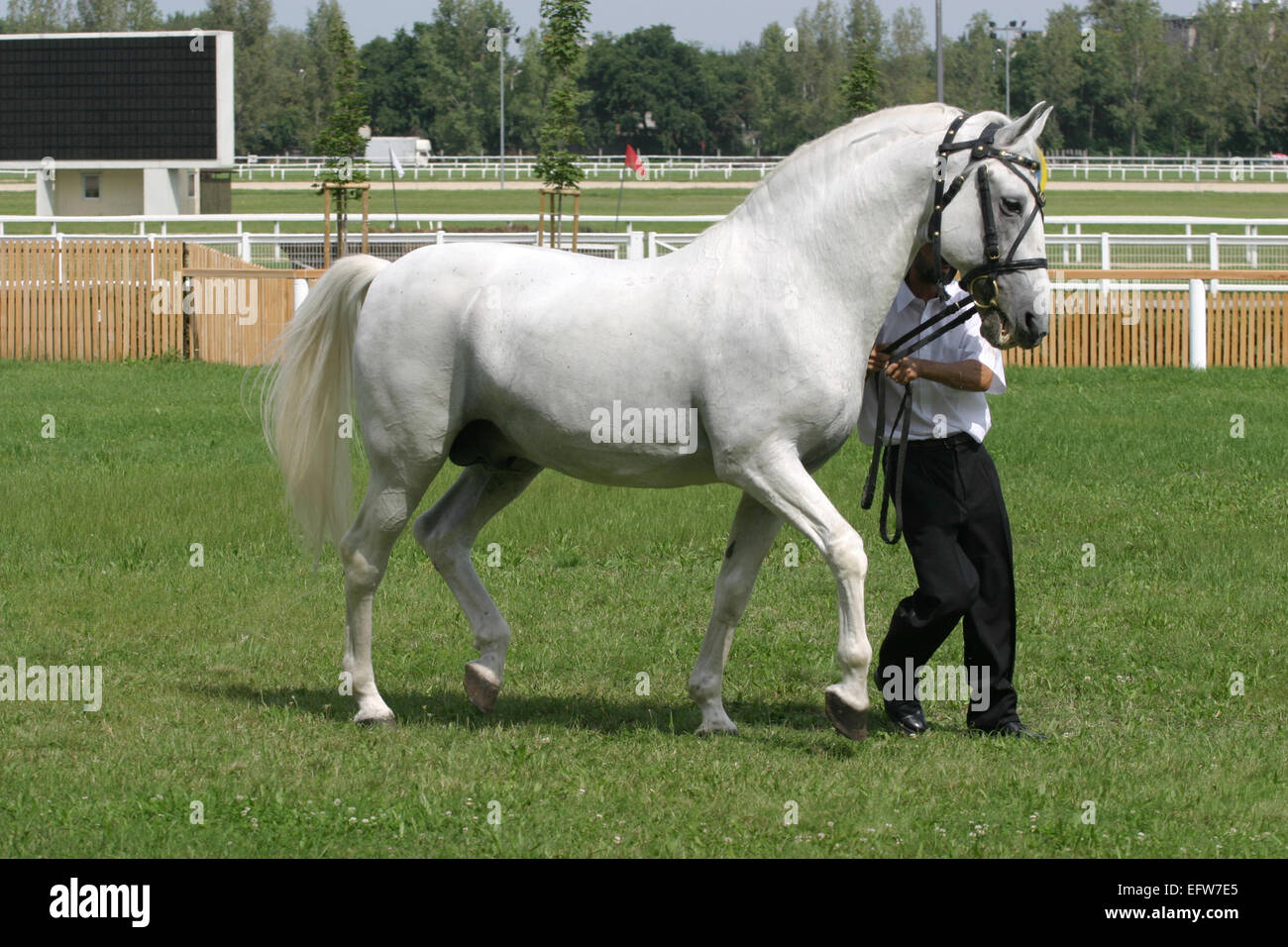 Warm-blood thoroughbred grey racehorse walking Stock Photo - Alamy