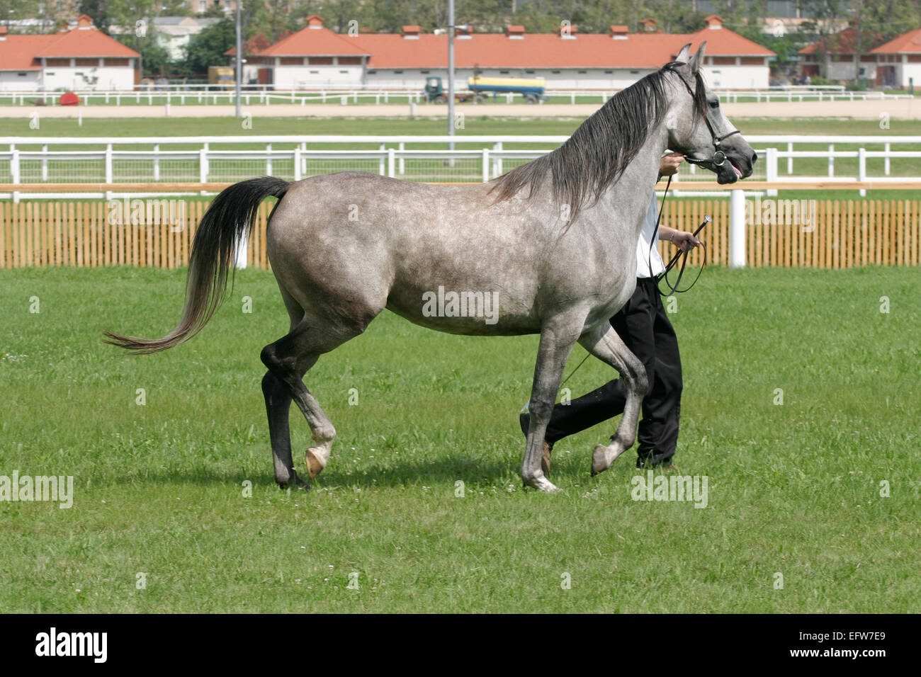 Warm blood thoroughbred grey racehorse running with trainer Stock Photo ...