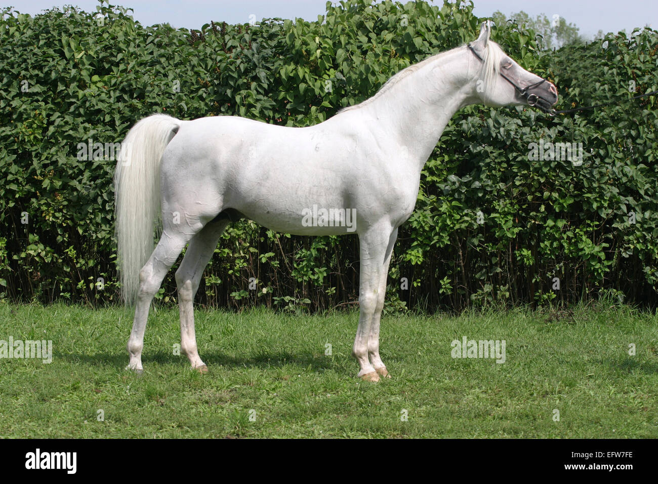 Warm-blood thoroughbred grey racehorse standing in front of a green ...