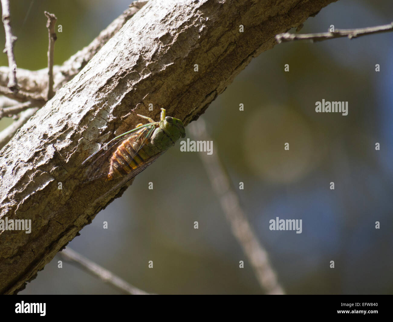 Insect on a tree Stock Photo - Alamy