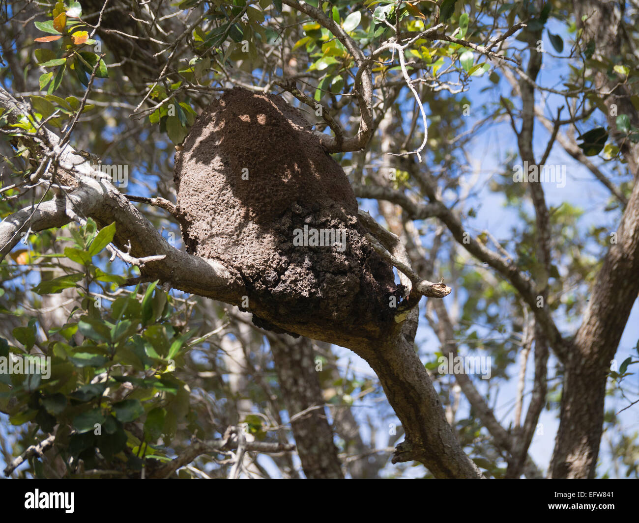 Termit nest hi-res stock photography and images - Alamy