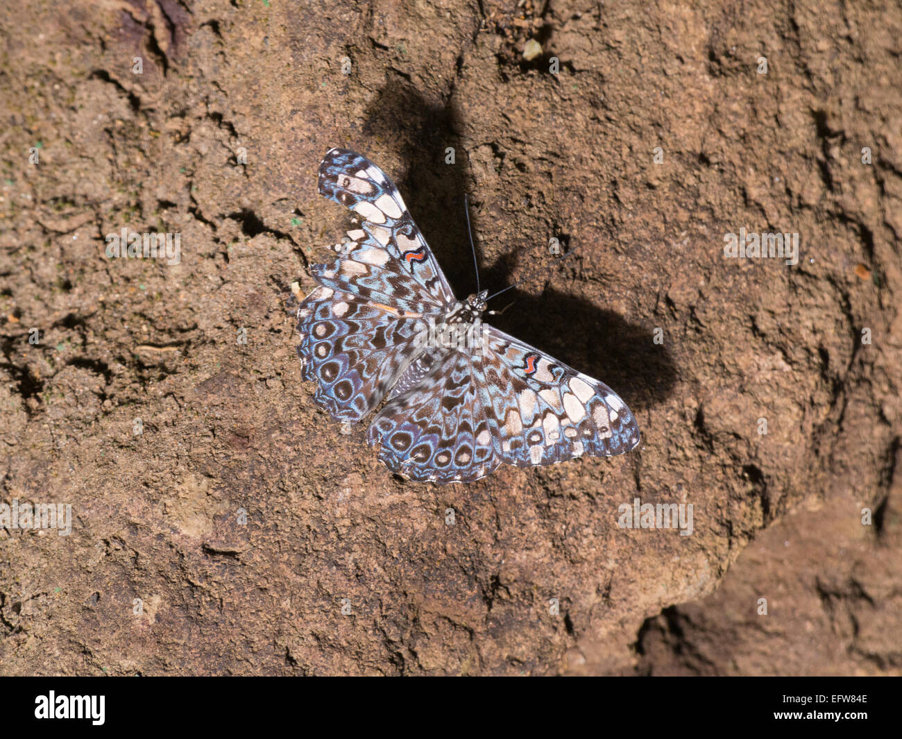 Butterfly with broken wing Stock Photo - Alamy