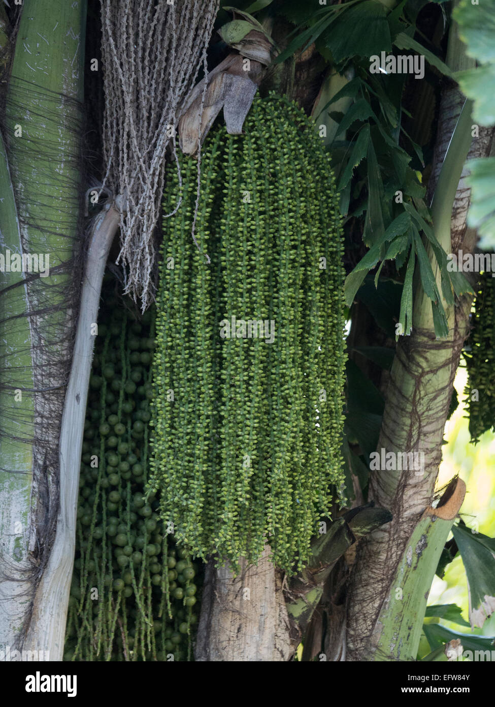 Seeds on a tree Stock Photo - Alamy