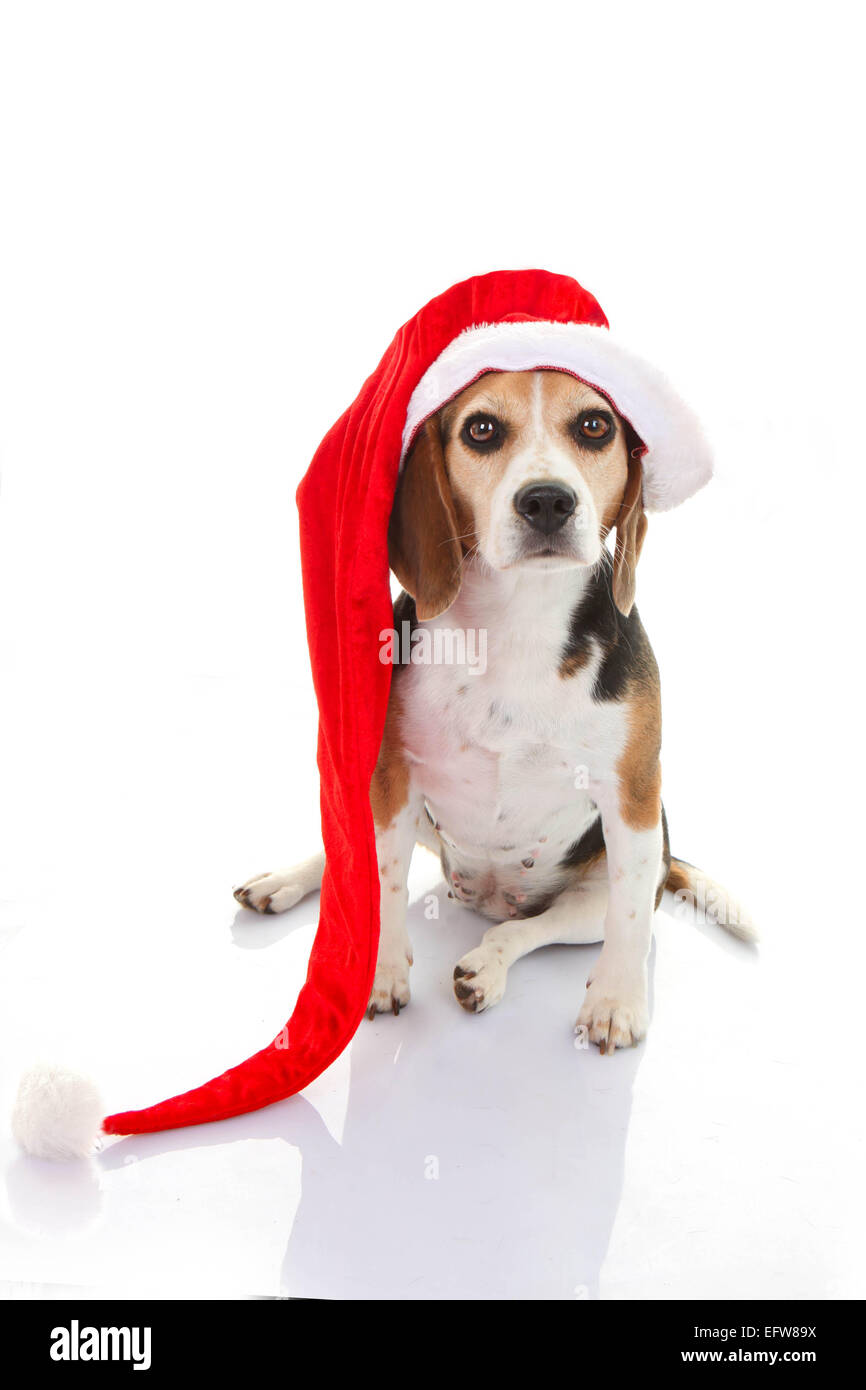 Sad holiday dog hi-res stock photography and images - Alamy