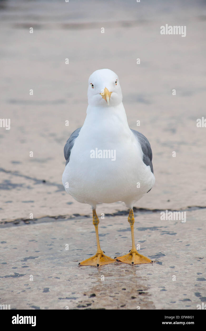one sea gull front view Stock Photo - Alamy