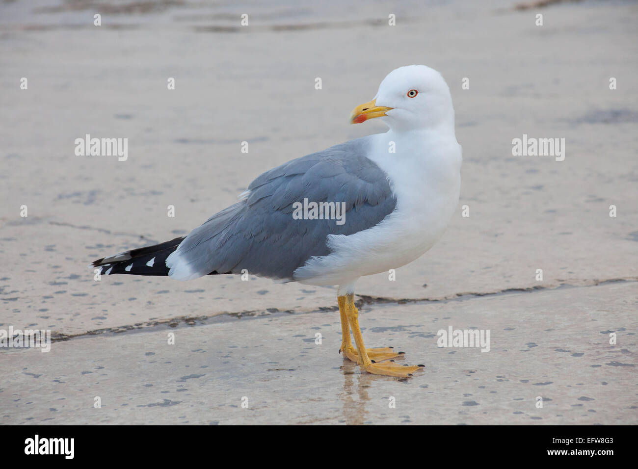 one seagull, side view , looking back Stock Photo - Alamy