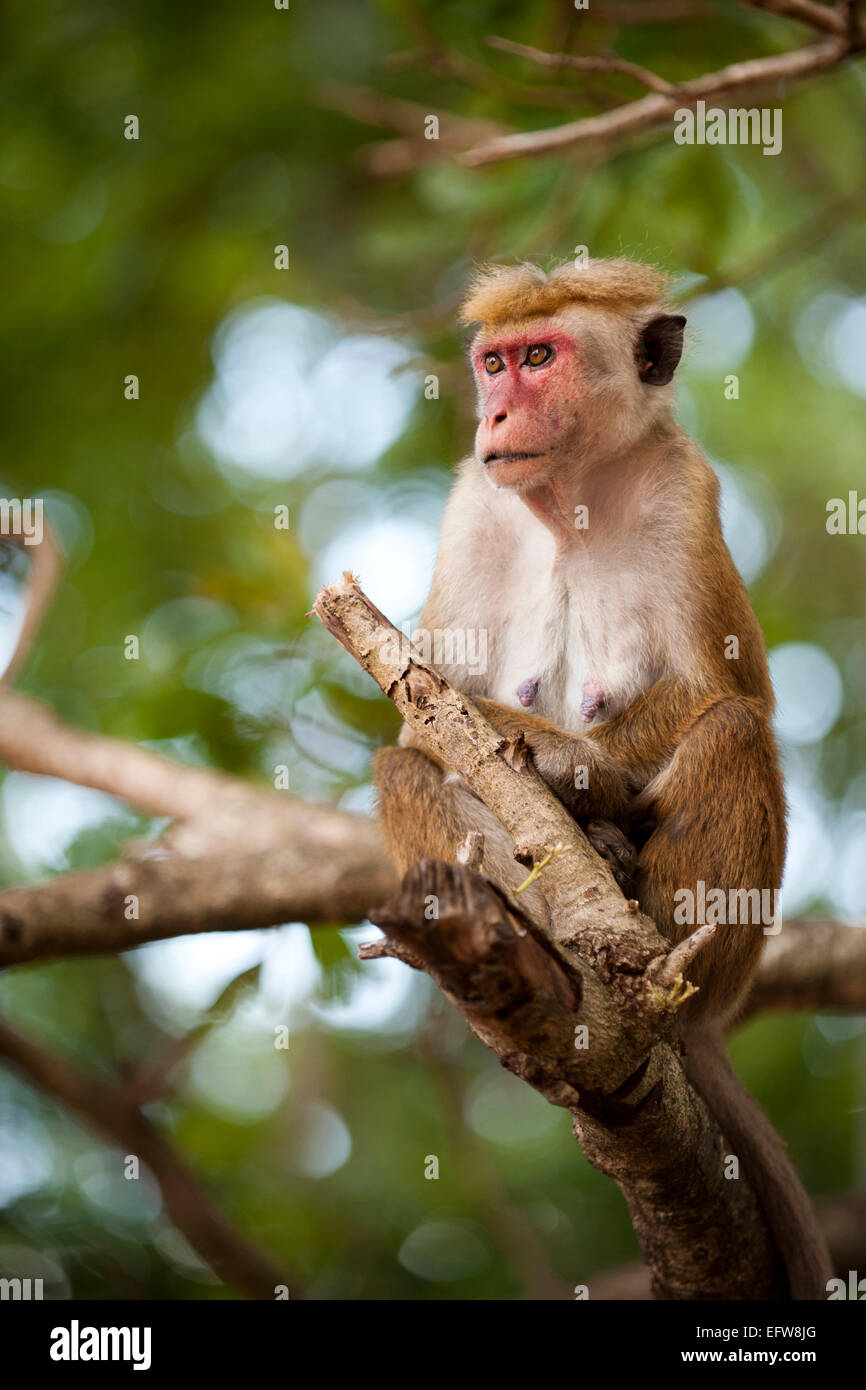 Monkey in the living nature. Country of Sri Lanka Stock Photo - Alamy
