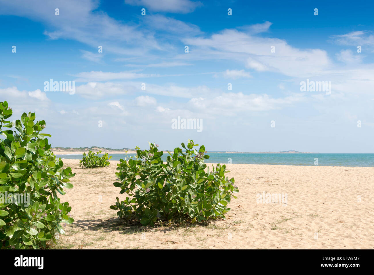 Yala national park beach hi-res stock photography and images - Alamy