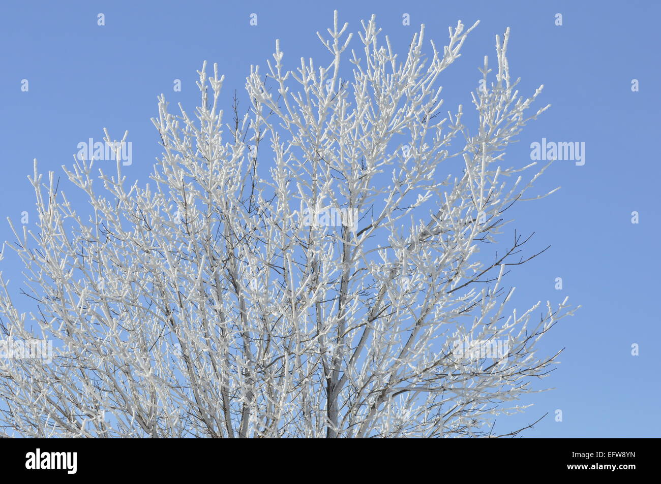 Icy tree hi-res stock photography and images - Alamy