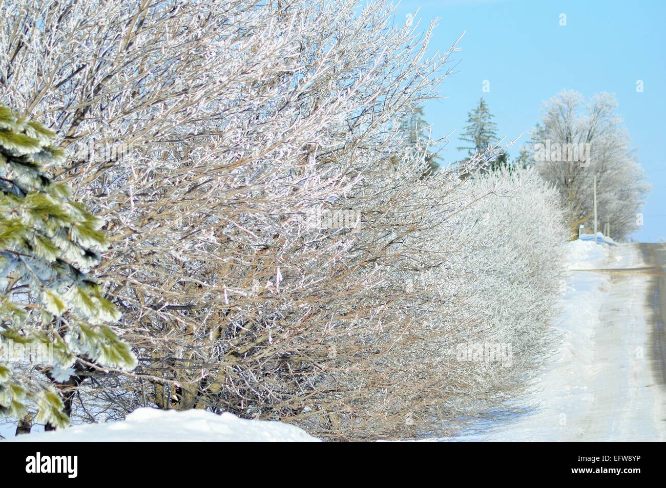 ice on trees Stock Photo - Alamy