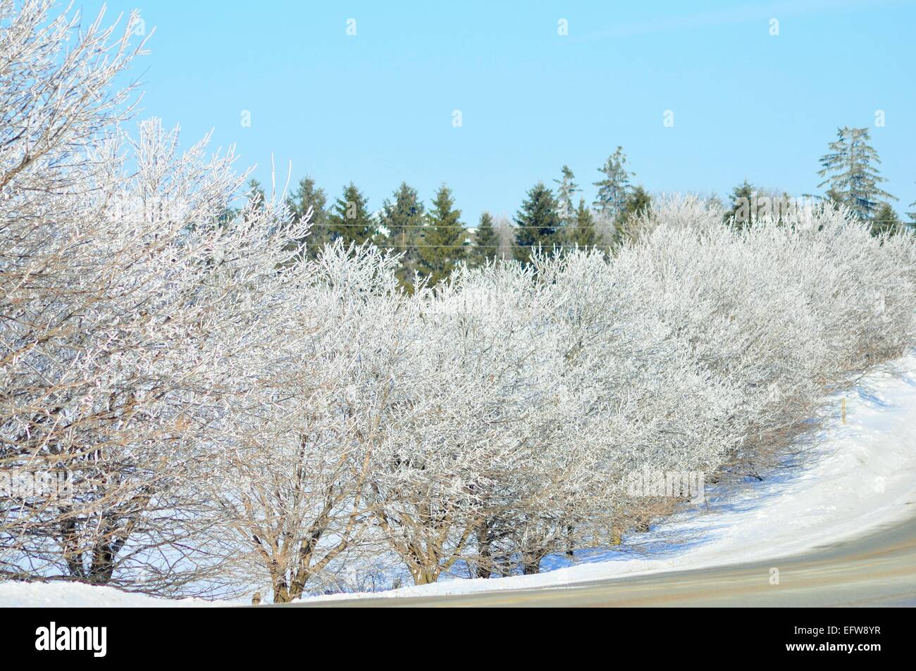 icy trees along the road Stock Photo - Alamy
