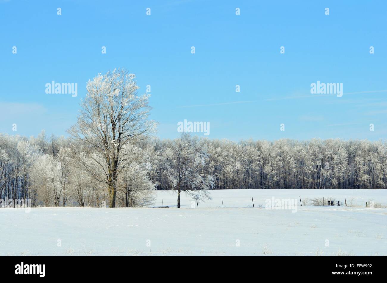 Icy trees hi-res stock photography and images - Alamy