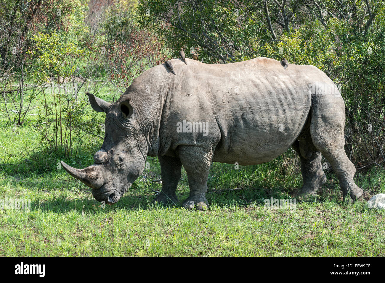 Oxpecker rhino hi-res stock photography and images - Alamy