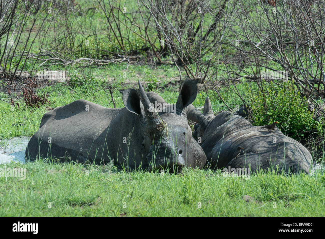 Female rhinoceros hi-res stock photography and images - Alamy