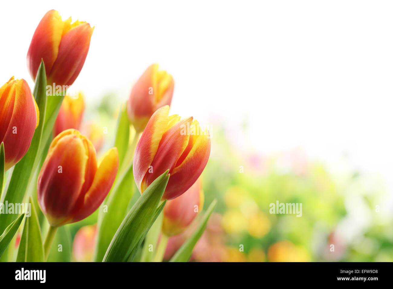 Tulips in sunlight Stock Photo - Alamy