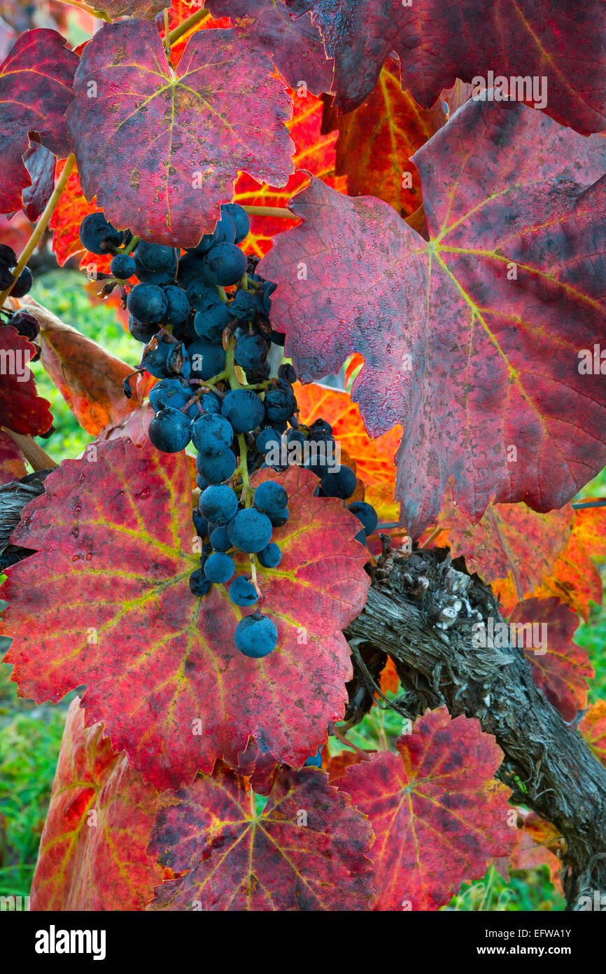 Whimsical Fall Leaf Vine