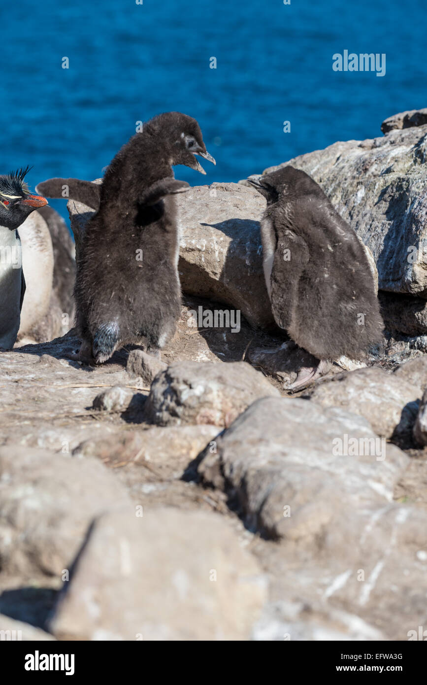 Rockhopper penguin chicks hi-res stock photography and images - Alamy