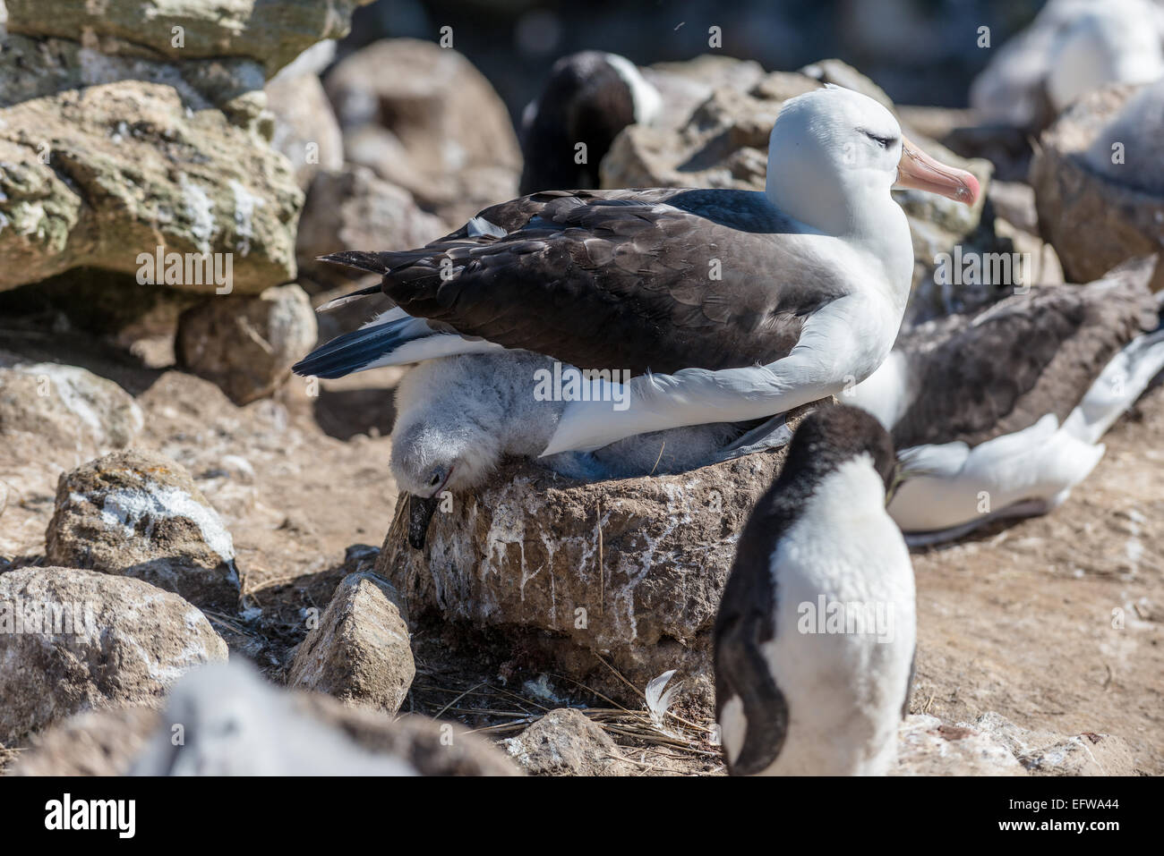 Black brow albatross sitting on chick in nest, New Island, Falklands ...