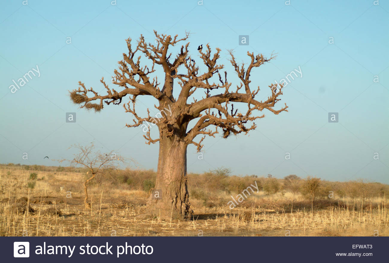 Mali Mli Ml Republic Mali Stock Photos & Mali Mli Ml Republic Mali ...