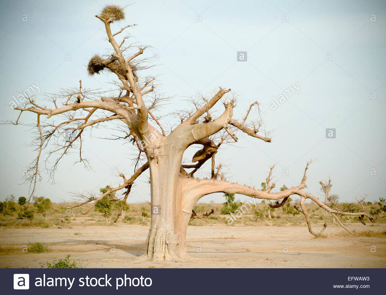 Mali Mli Ml Republic Mali Stock Photos & Mali Mli Ml Republic Mali ...