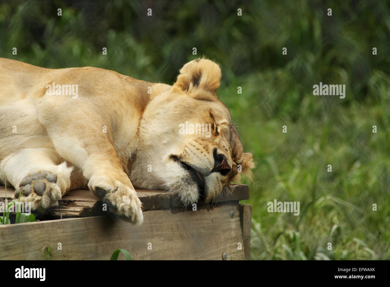 Lion sleeping. Numerous flies on face. In captivity. Noah's Lost Ark ...