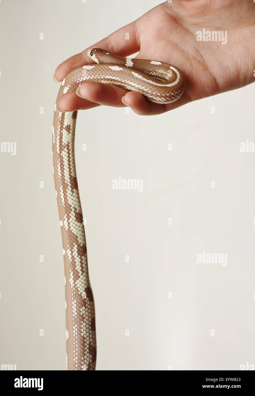 Kingsnake person hi-res stock photography and images - Alamy