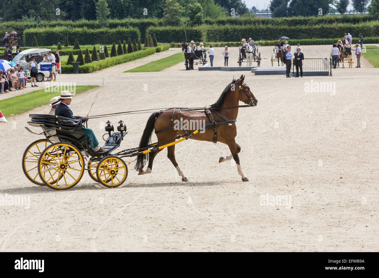 Hackney carriage horse hi-res stock photography and images - Alamy