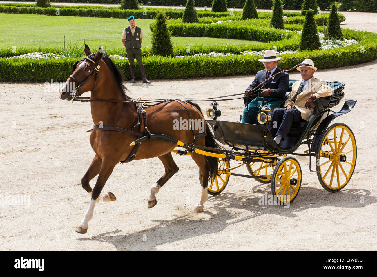 Hackney carriage horse hi-res stock photography and images - Alamy