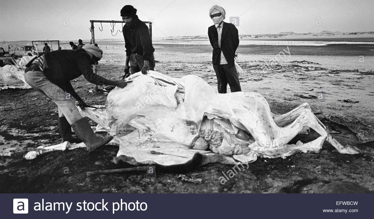 Slaughterhouse Africa Stock Photos & Slaughterhouse Africa Stock Images ...