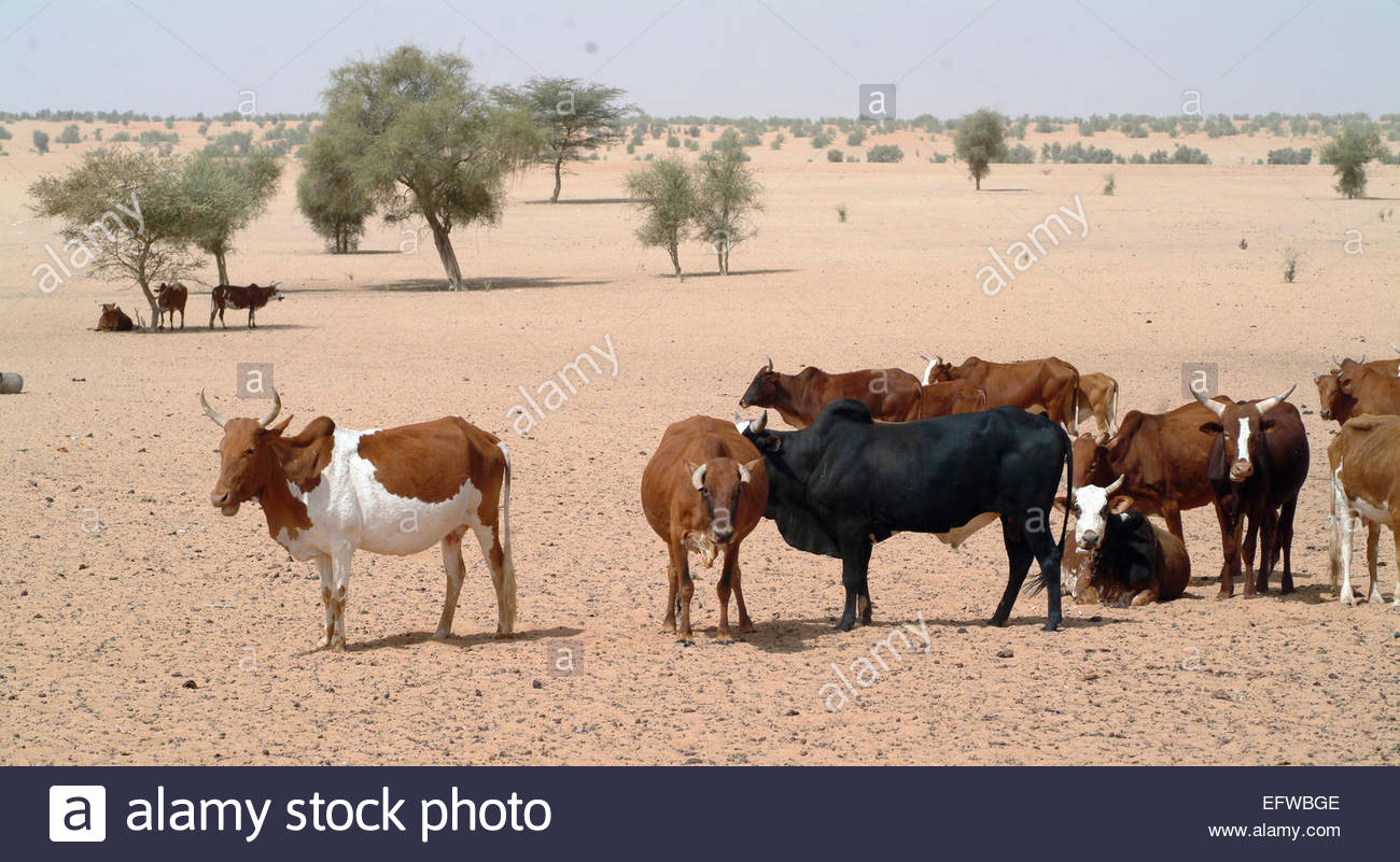 Mauritania Agriculture High Resolution Stock Photography and Images - Alamy