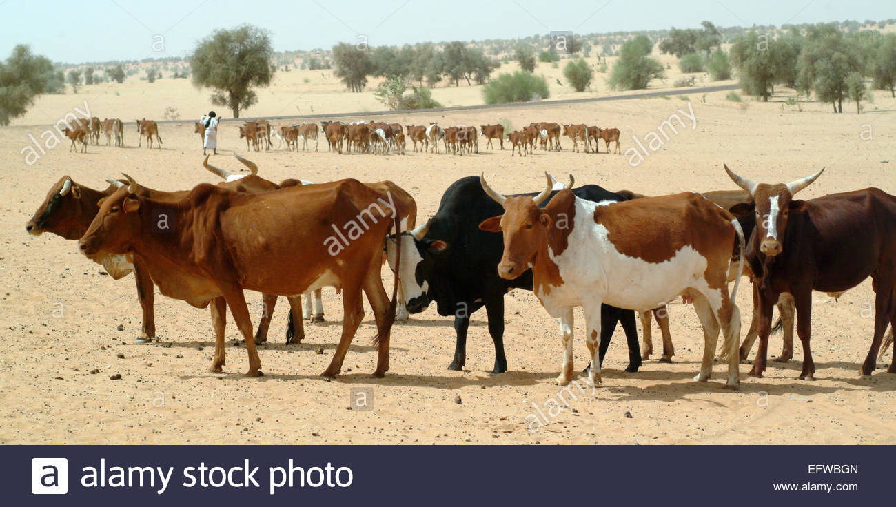 Agriculture Mauritania High Resolution Stock Photography and Images - Alamy