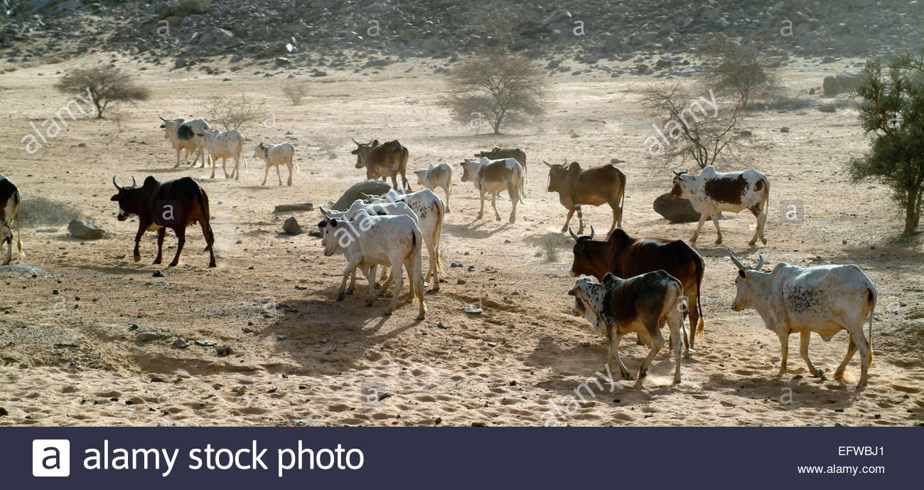 Agriculture Mauritania High Resolution Stock Photography and Images - Alamy