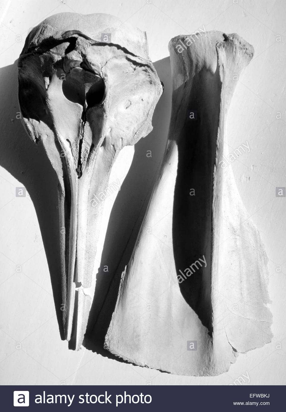 Beauty Fish Farming Wildlife High Resolution Stock Photography and ...