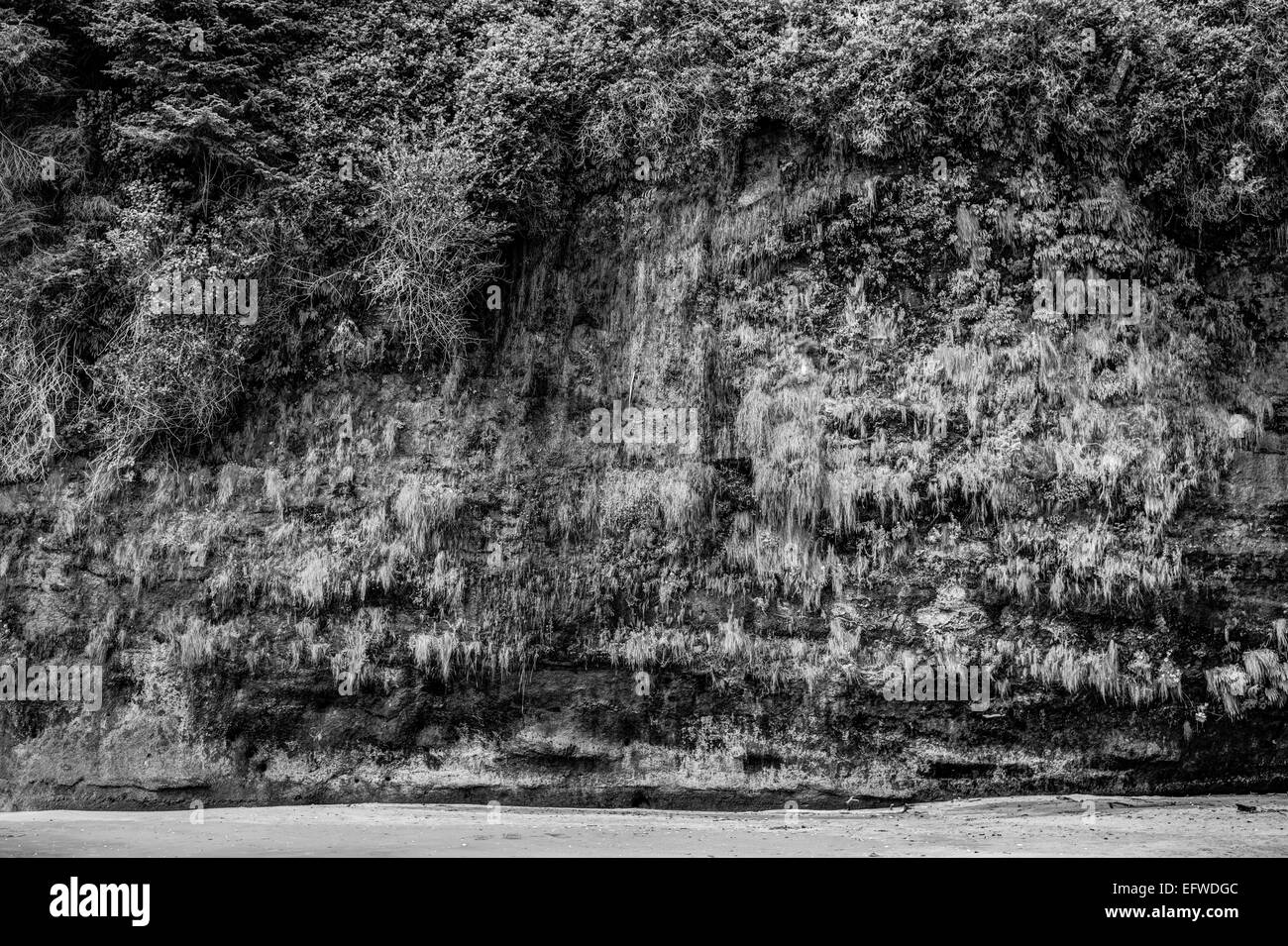 a moss and seaweed covered cliff on the coast near Victoria, BC, Canada ...