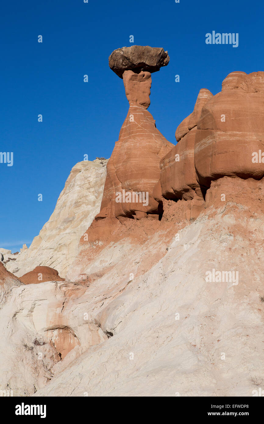 Paria toadstools hi-res stock photography and images - Alamy