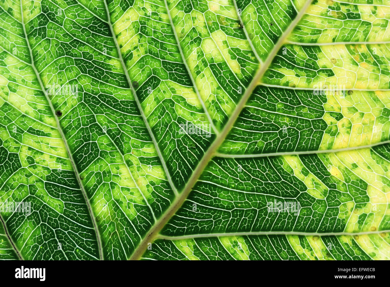 texture of leaf as background Stock Photo - Alamy