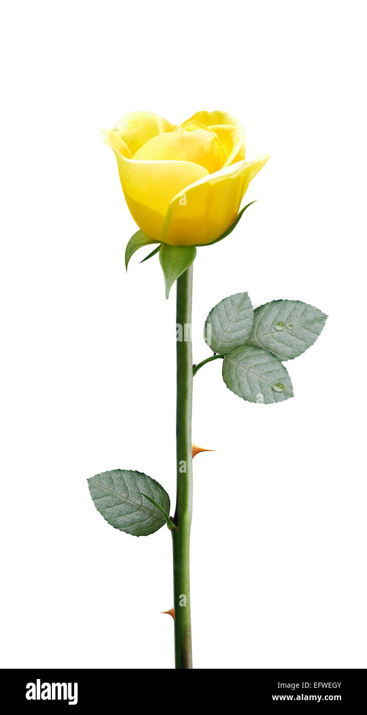 fresh yellow flower isolated on white background,, clipping path and ...