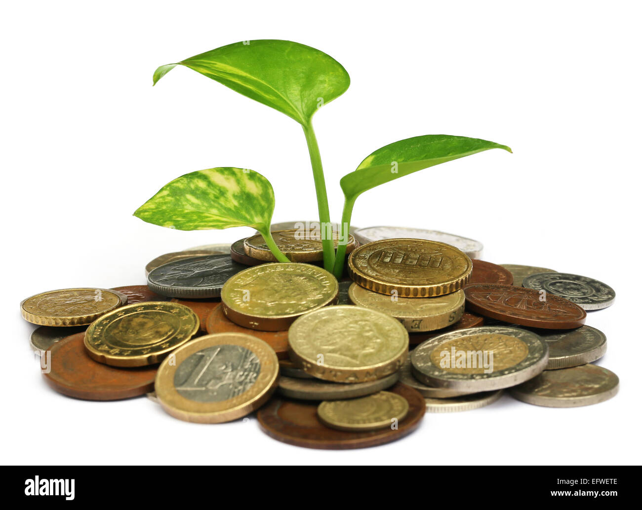 Money plant hi-res stock photography and images - Alamy